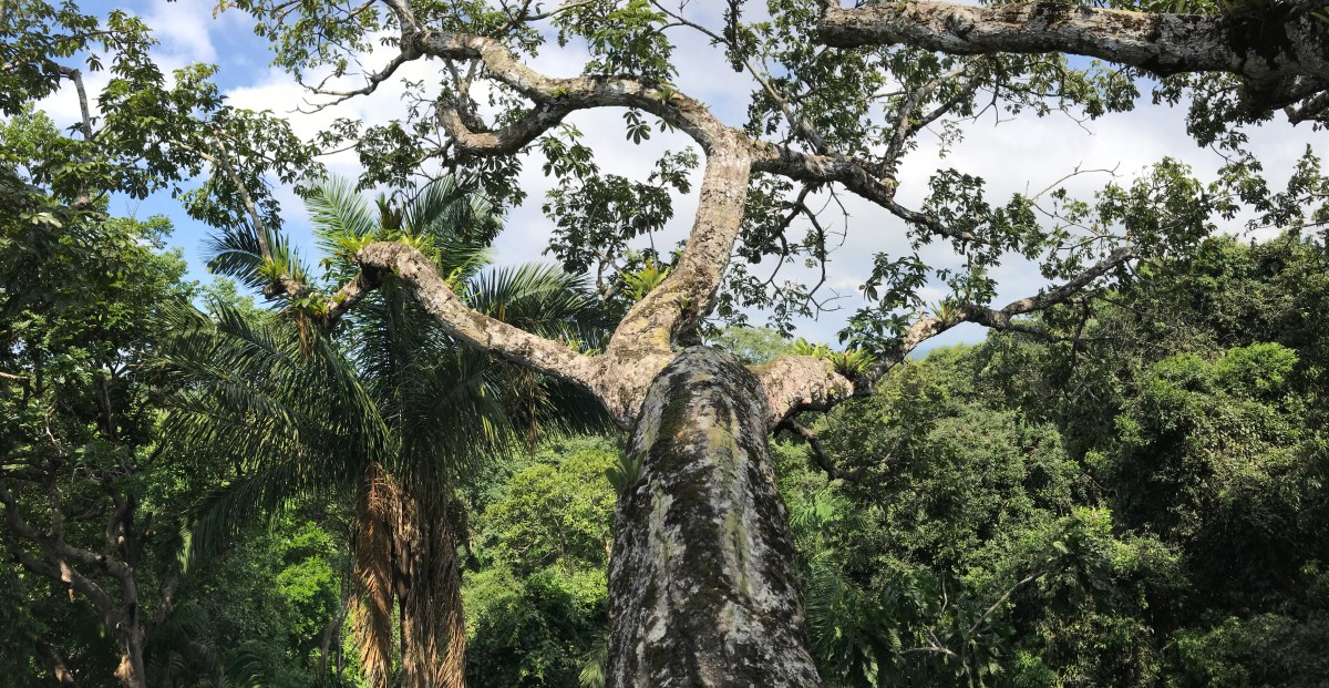 Research | Rachel L. Wells